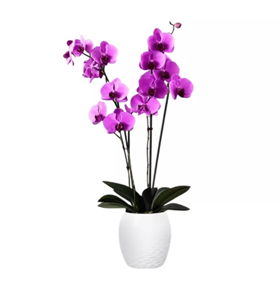 Send Attractive Orchid Arrangement To Germany